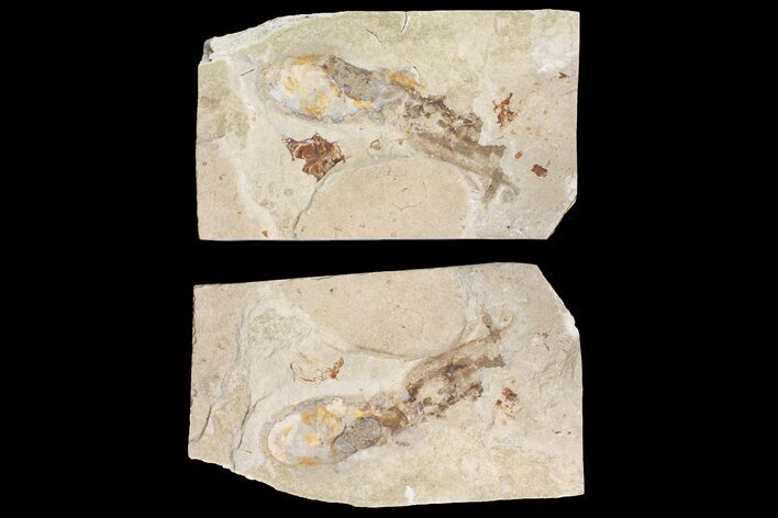 Rare, 4.2" Fossil Octopus (Keuppia) - Preserved Tentacles & Ink Sac ...