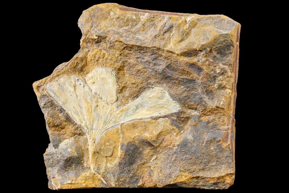 2.9" Fossil Ginkgo Leaf From North Dakota - Paleocene (#163212) For ...