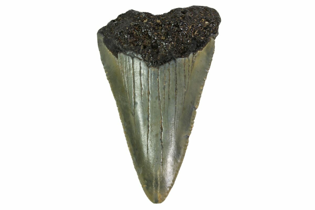 Bargain, 2.13" Angustidens Tooth - Megalodon Ancestor (#163338) For ...