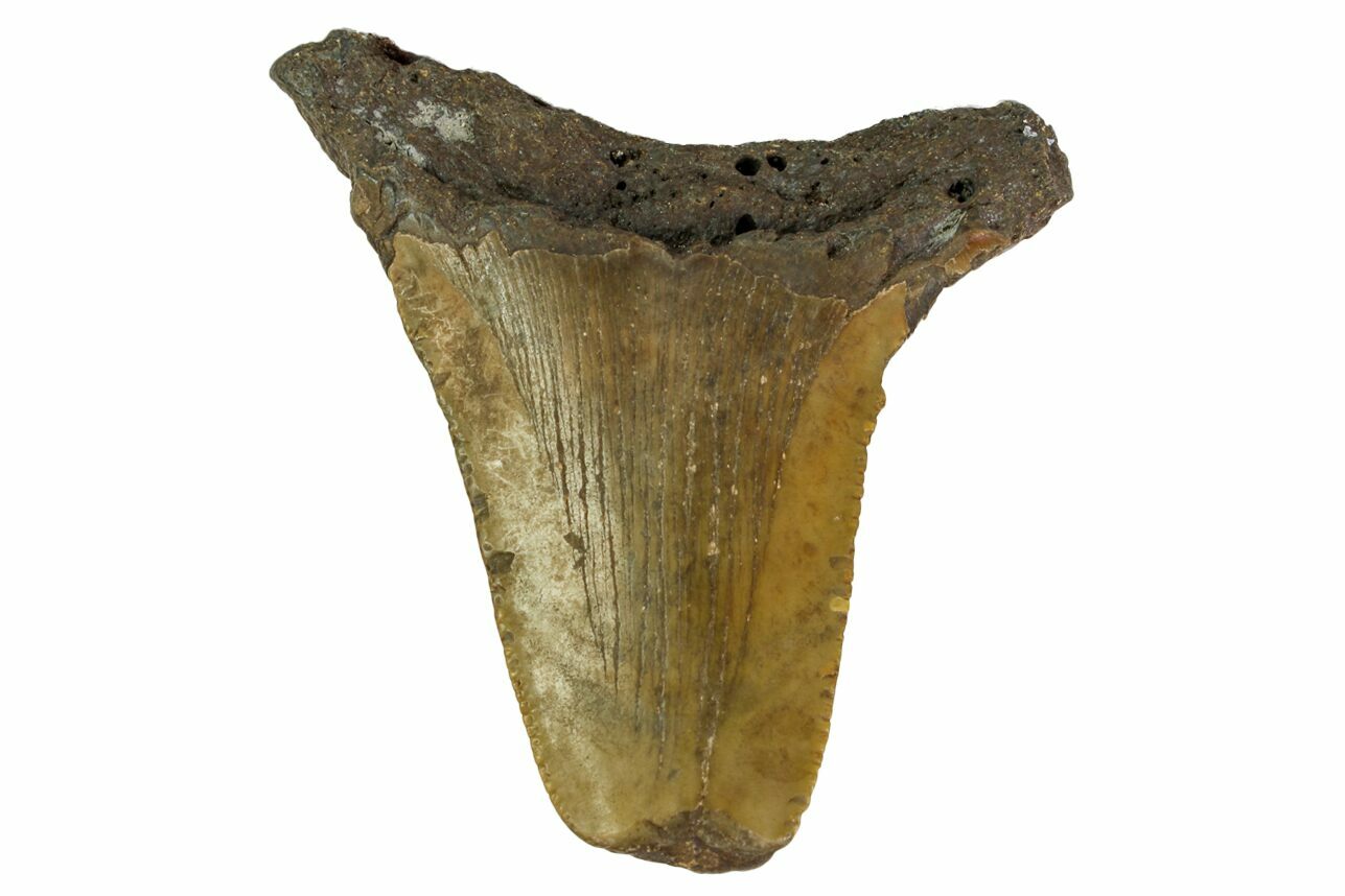 Bargain, 2.63" Angustidens Tooth - Megalodon Ancestor (#163341) For ...