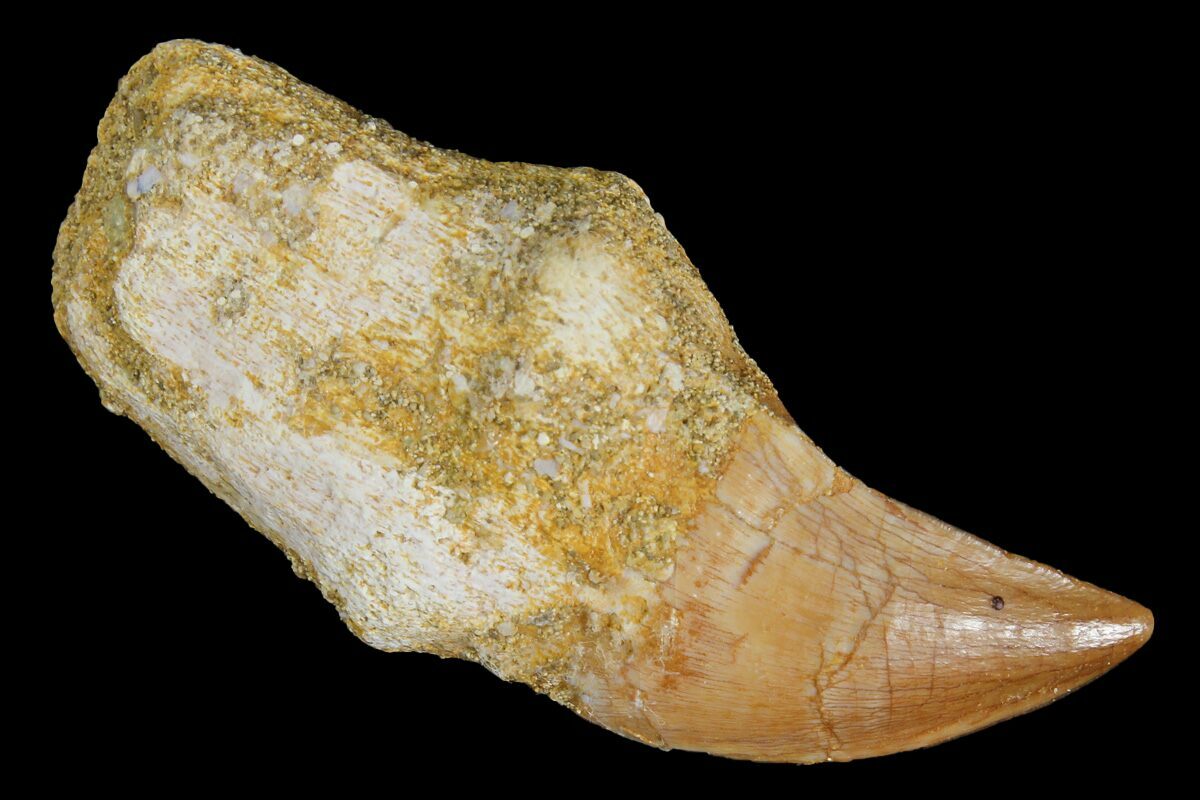1.6" Fossil Rooted Mosasaur (Prognathodon) Tooth - Morocco (#163902 ...