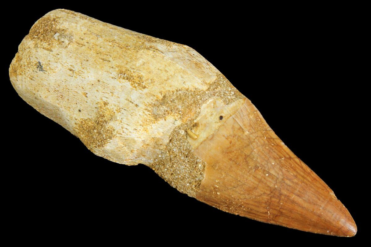 2.1" Fossil Rooted Mosasaur (Prognathodon) Tooth - Morocco (#163905 ...