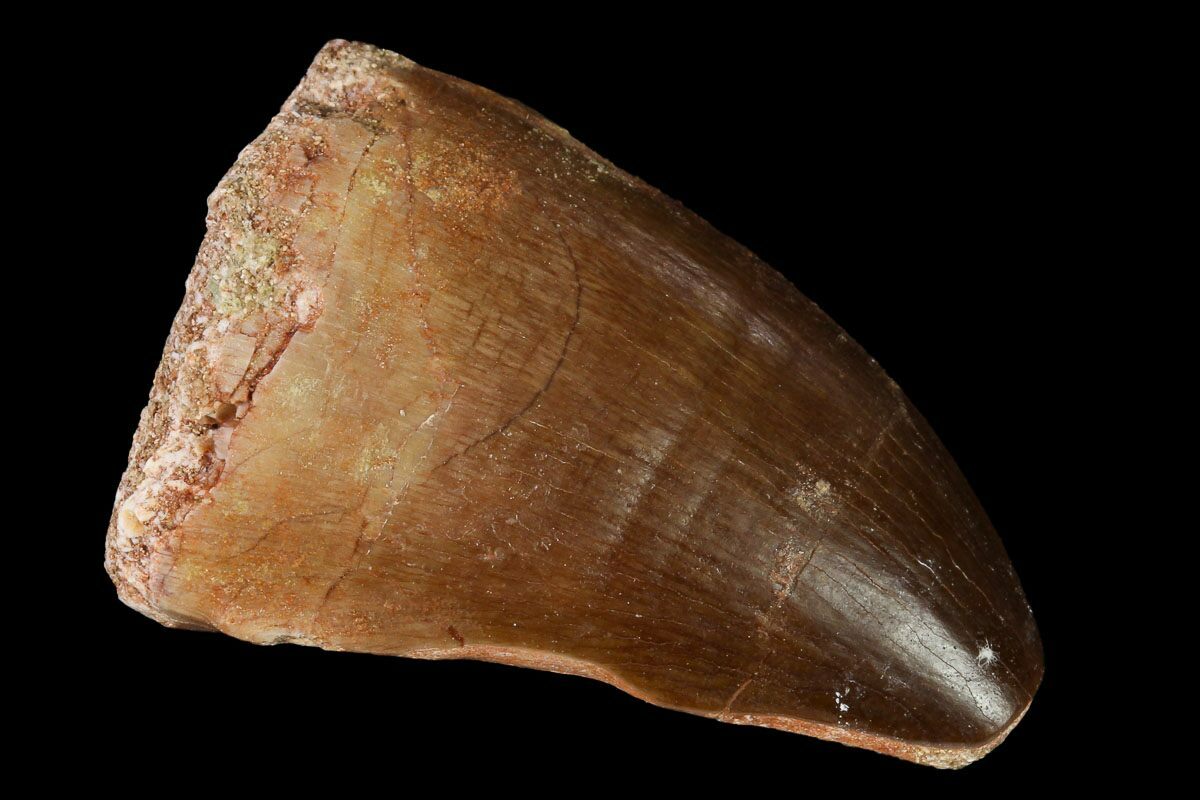 1.6" Fossil Mosasaur (Prognathodon) Tooth - Morocco (#164190) For Sale ...