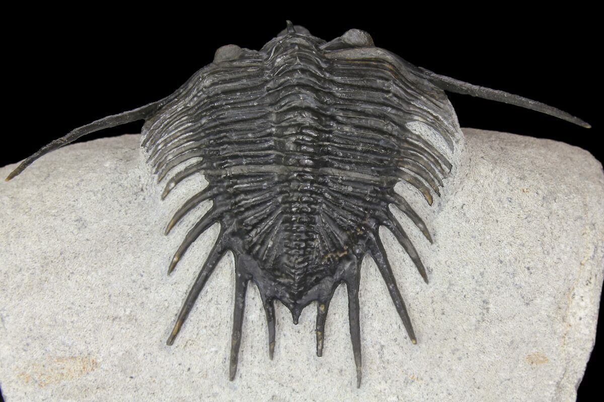 3" Spiny Psychopyge Trilobite - Short Snout Variant (#164506) For Sale ...