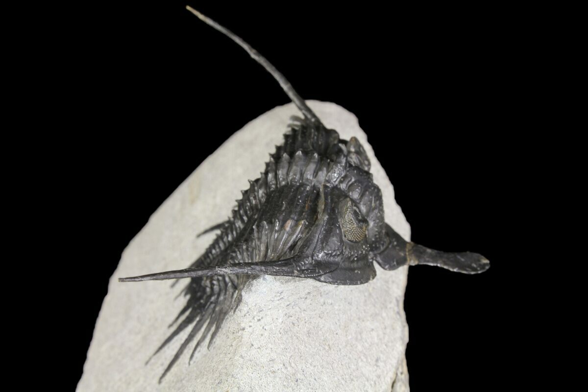 3" Spiny Psychopyge Trilobite - Short Snout Variant (#164506) For Sale ...