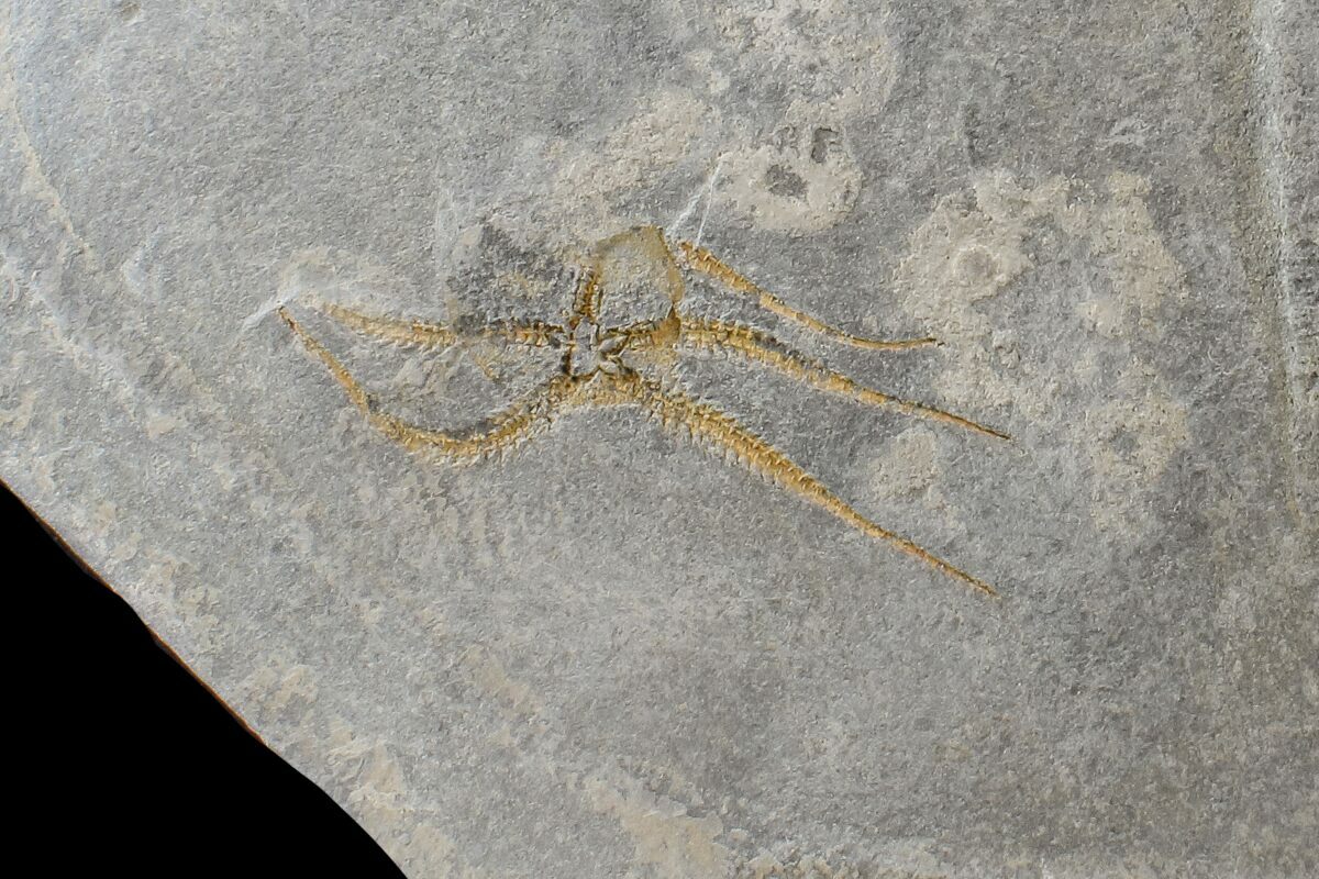Two Ordovician Brittle Stars (Ophiura) - Morocco (#165822) For Sale ...