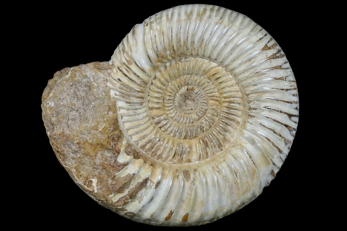 6.95" Jurassic Ammonite (Perisphinctes) Fossil - Madagascar (#165997 ...