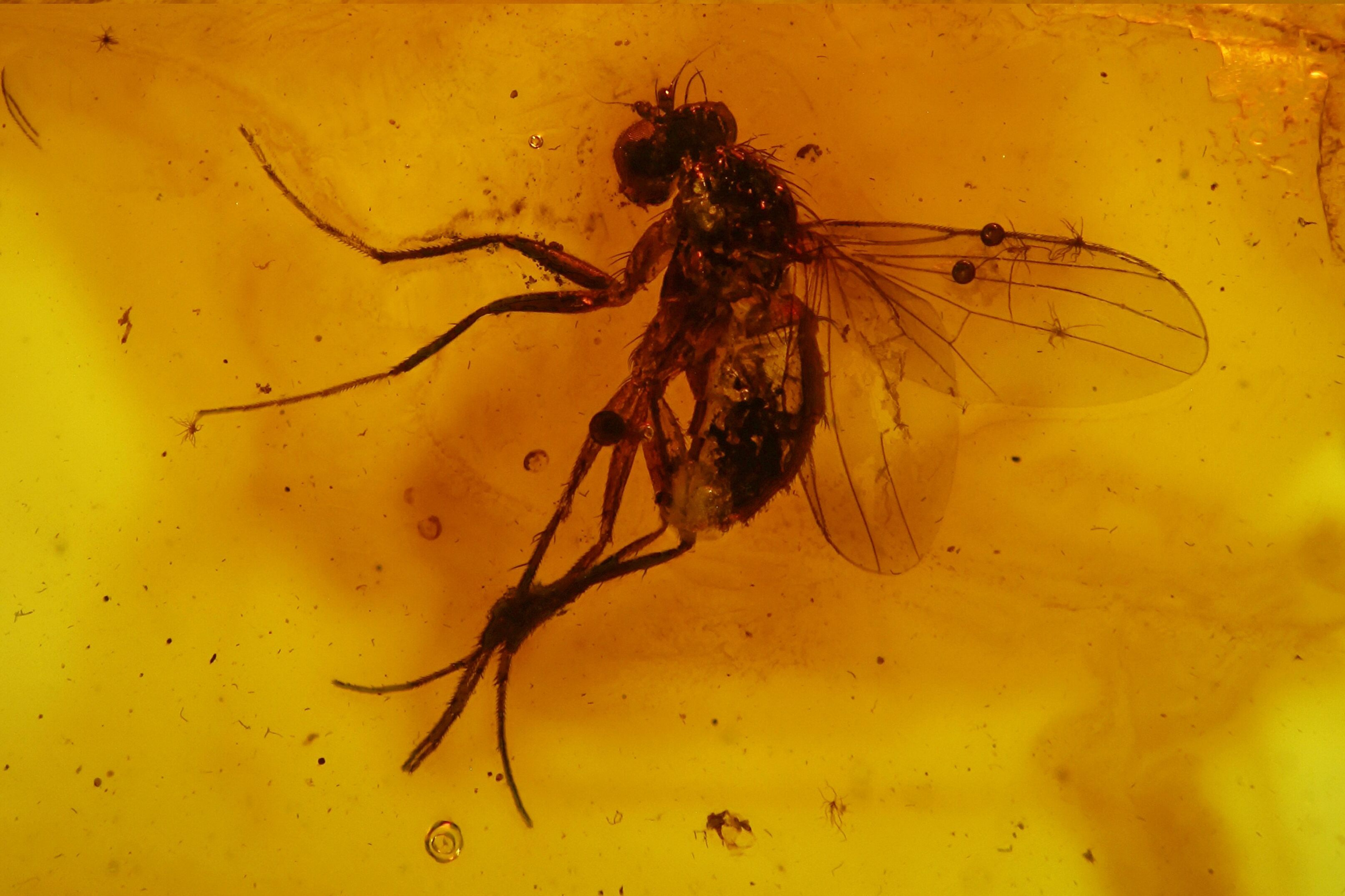 Large, Detailed Fossil Fly (Diptera) In Baltic Amber (#166217) For Sale ...