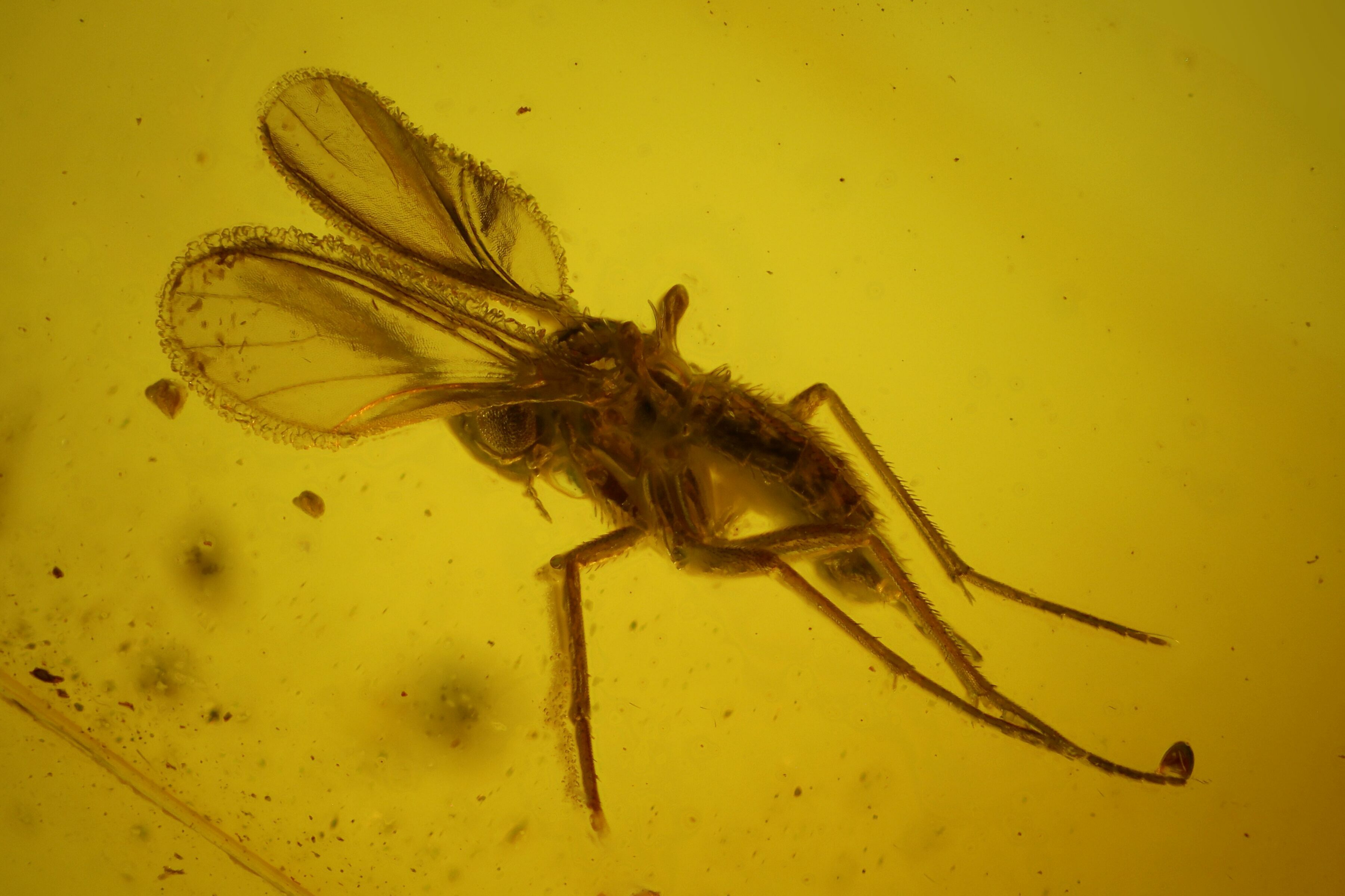Fossil Fly (Diptera) In Baltic Amber (#166229) For Sale - FossilEra.com