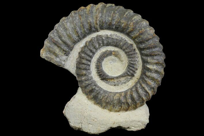 4.3" Early Devonian Ammonoid (Anetoceras) - Tazarine, Morocco (#165873 ...
