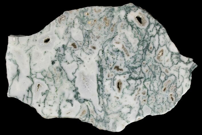 6" Polished Tree Agate Slab - India (#167478) For Sale - FossilEra.com