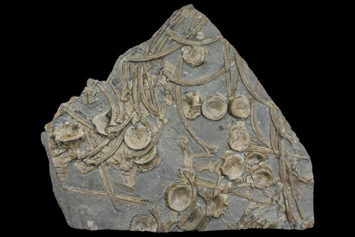 17" Plate of Fossil Ichthyosaur Vertebrae, Teeth & Ribs - Germany ...