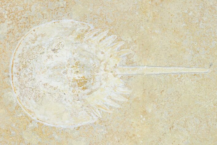 5.3" Ventral Horseshoe Crab (Mesolimulus) Fossil - Solnhofen Limestone ...