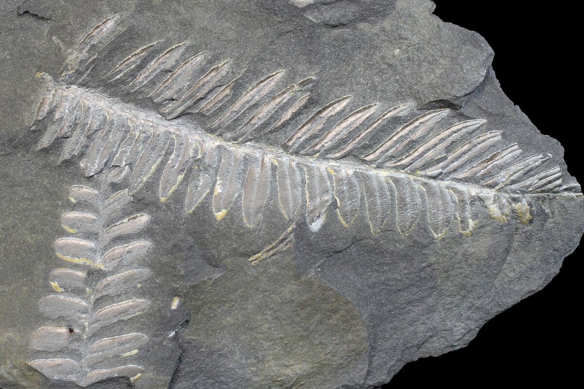 5.1" Fossil Seed Fern (Alethopteris & Neuropteris) Plate -Pennsylvania ...