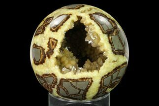 Septarian For Sale - FossilEra.com