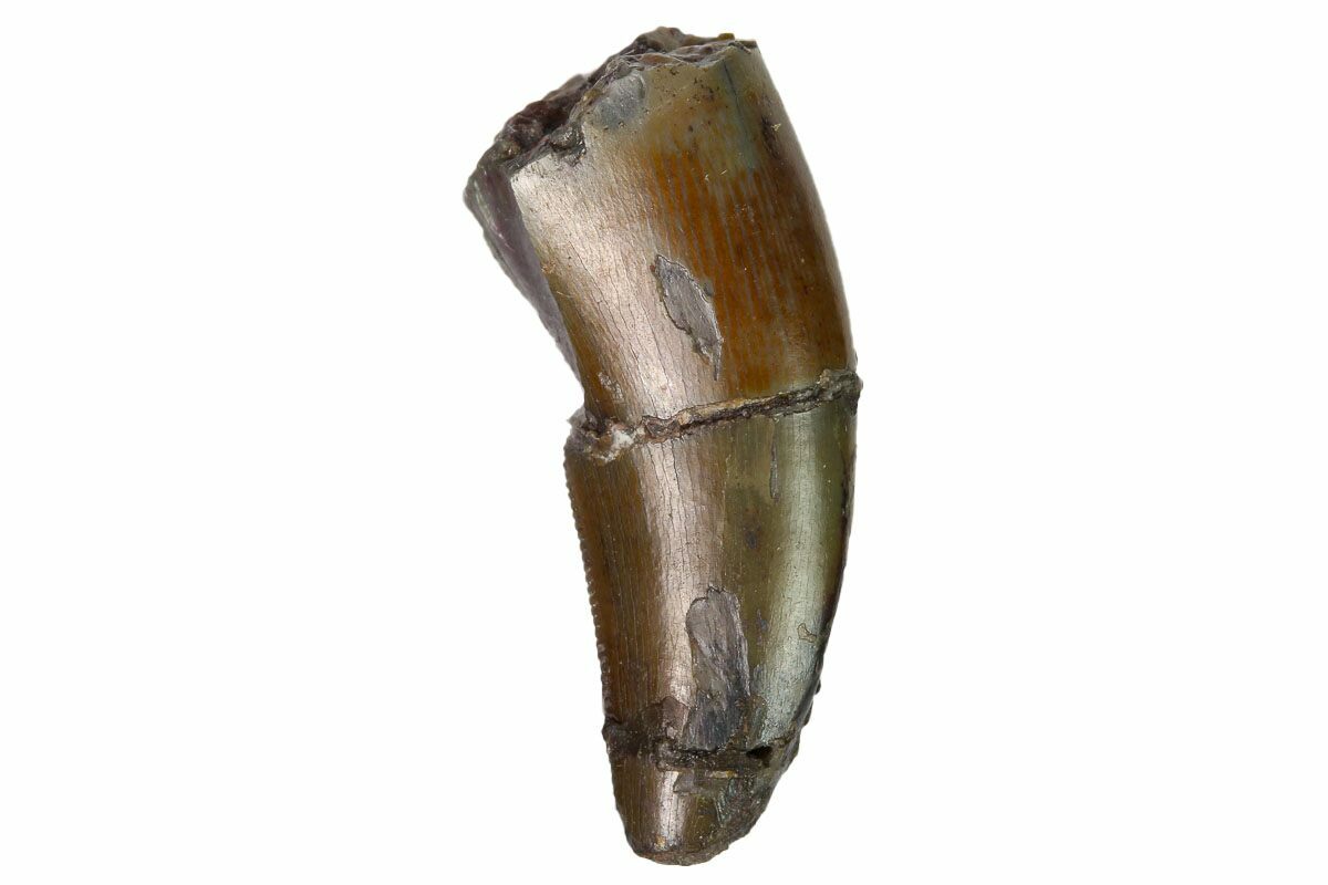 Bargain, .86" Serrated, Allosaurus Tooth - Colorado (#169046) For Sale ...