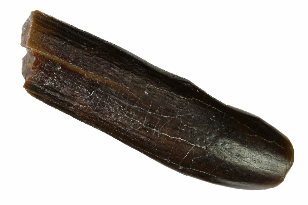 1" Sauropod Dinosaur (Diplodocus) Tooth - Colorado (#169018) For Sale ...