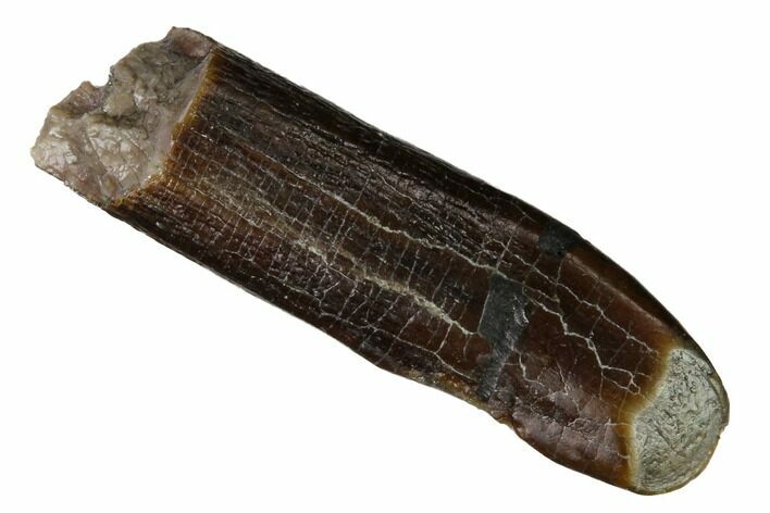 1" Sauropod Dinosaur (Diplodocus) Tooth - Colorado (#169018) For Sale ...