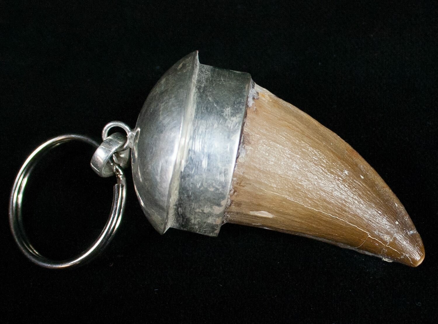 Authentic Fossil Mosasaurus Tooth Keychain (#11136) For Sale ...