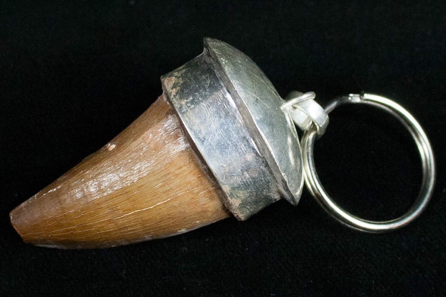 Authentic Fossil Mosasaurus Tooth Keychain (#11142) For Sale ...