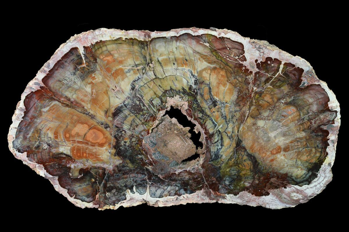Rare, 9.7" Petrified Seed Fern (Rhexoxylon) Slab - Madagascar (#171952 ...