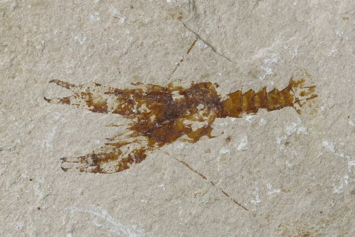 1.4" Cretaceous Lobster (Eryma) Fossil - Lebanon (#173157) For Sale ...