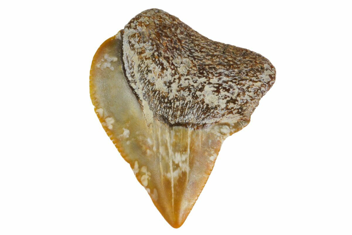 .67" Fossil Crow Shark (Squalicorax) Tooth - Texas (#164670) For Sale ...