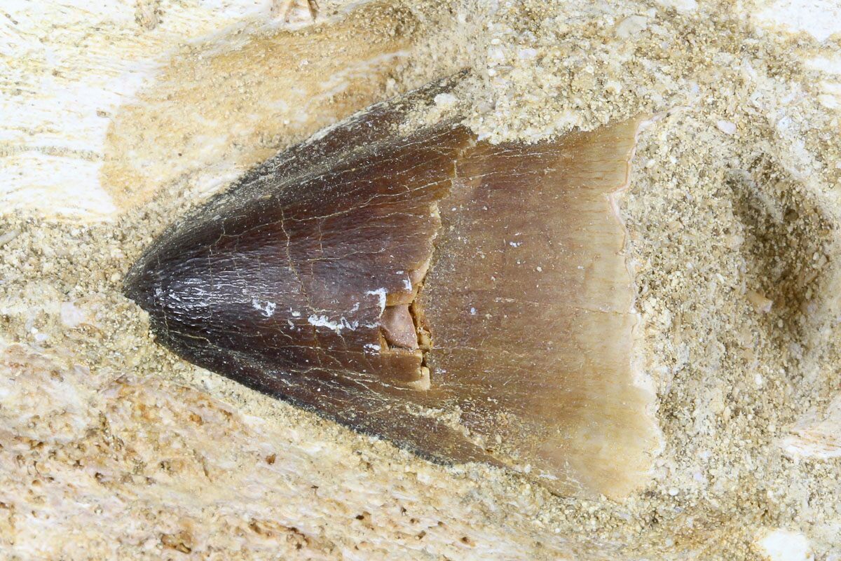 5.4" Fossil Rooted Mosasaur (Prognathodon) Tooth - Morocco (#174355 ...