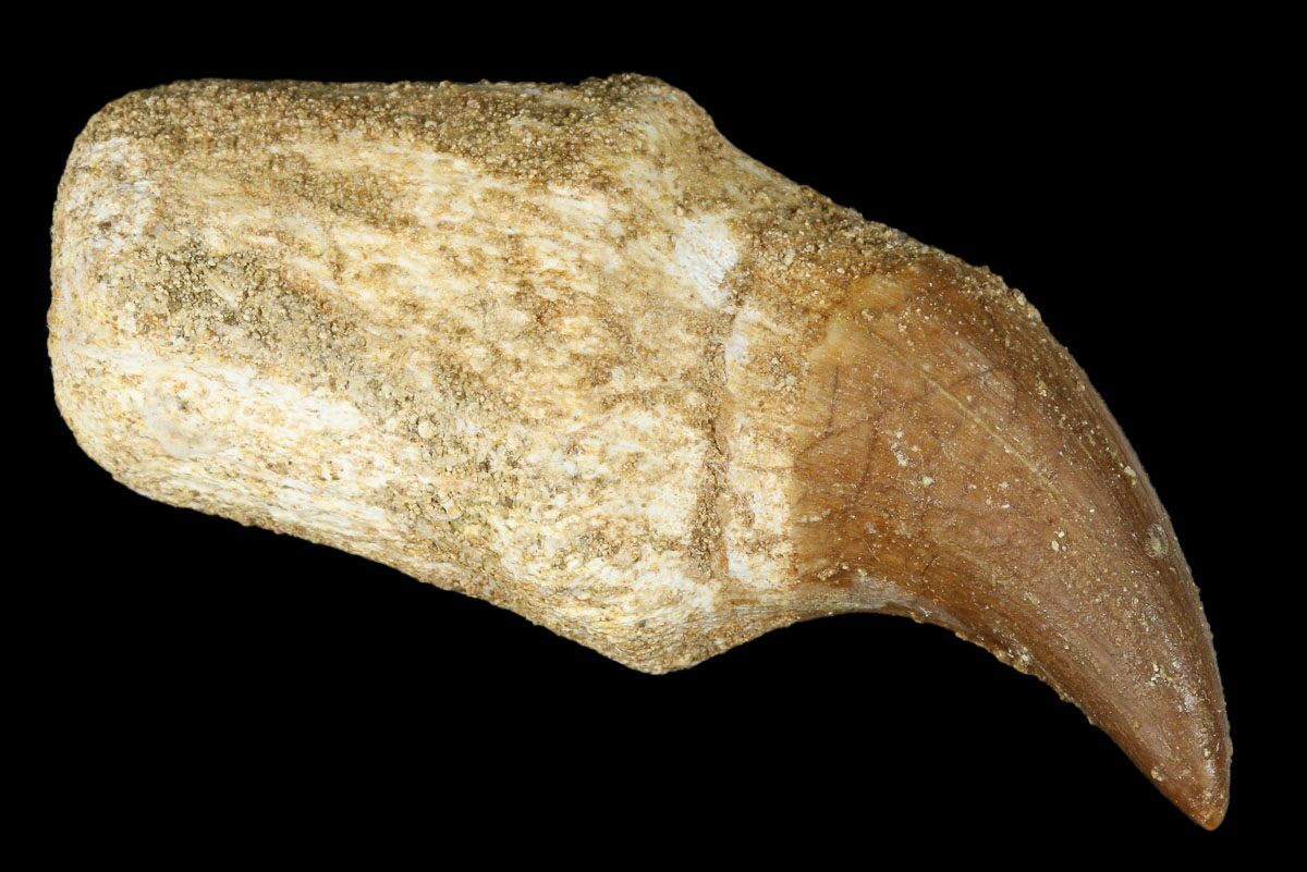 1.7" Fossil Rooted Mosasaur (Halisaurus) Tooth - Morocco (#174283) For ...