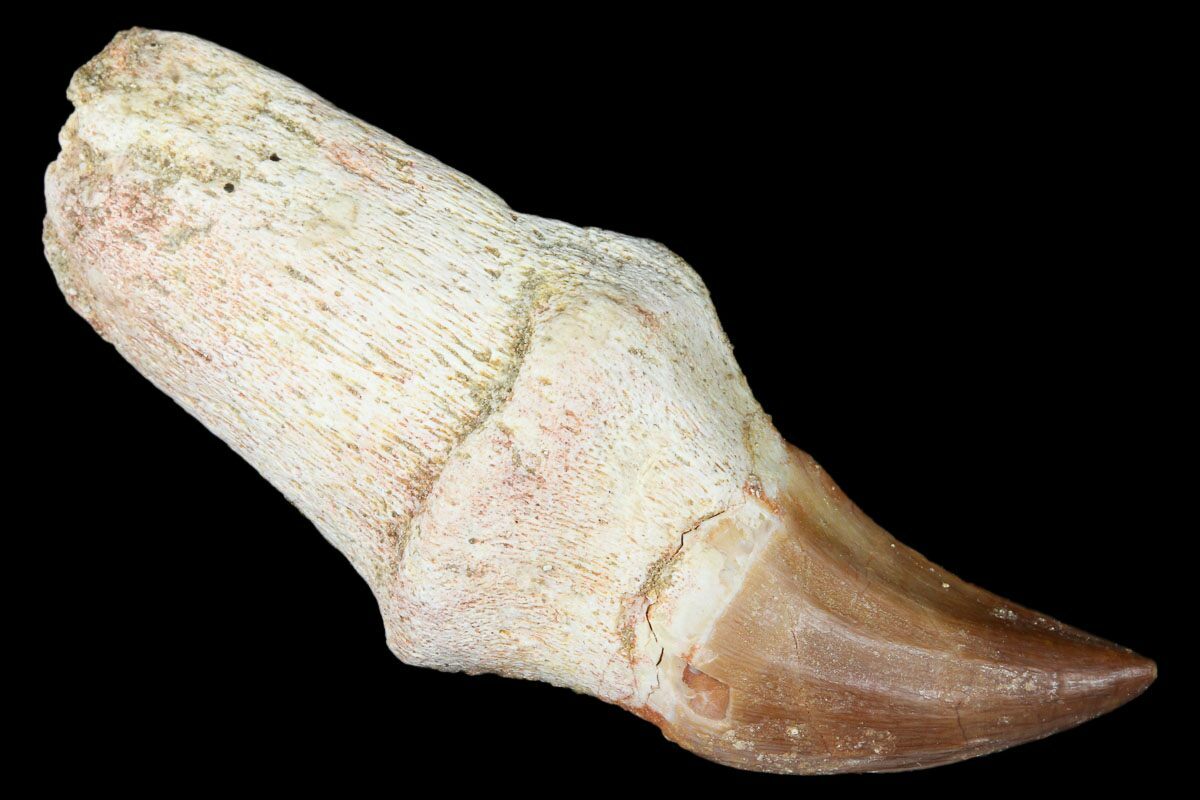 2.4" Fossil Rooted Mosasaur (Halisaurus) Tooth - Morocco (#174331) For ...