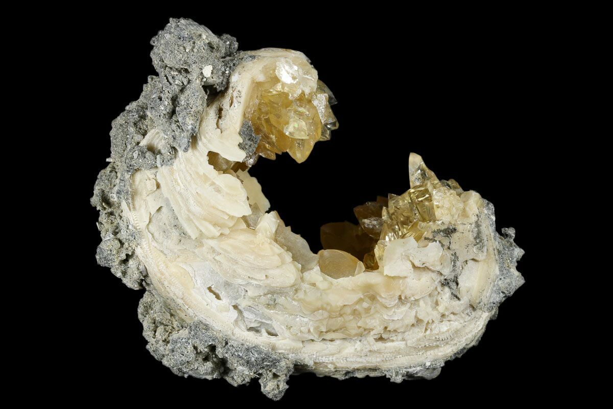 4.2" Fossil Clam With Fluorescent Calcite Crystals - Ruck's Pit, FL ...