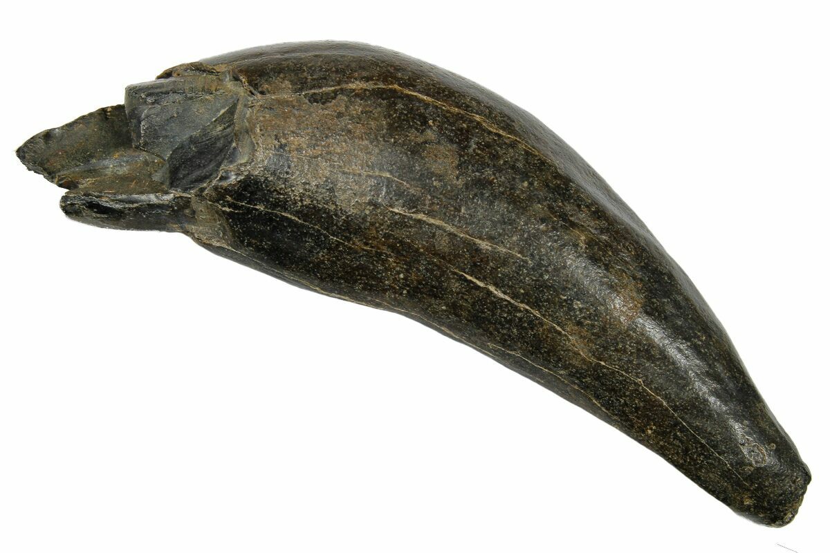 3.15" Fossil Sperm Whale (Scaldicetus) Tooth - South Carolina (#176012 ...