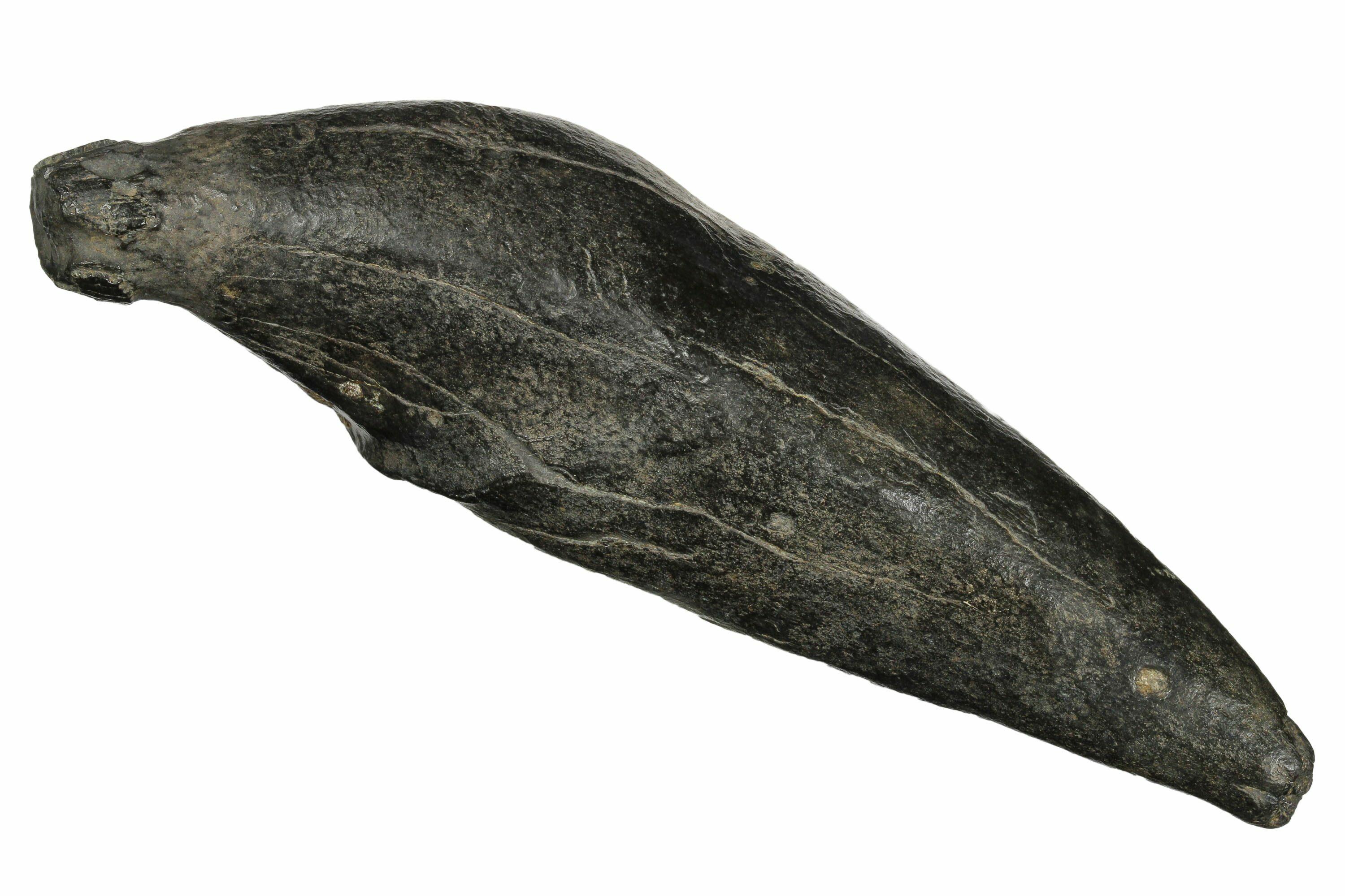 5.35" Fossil Sperm Whale (Scaldicetus) Tooth - South Carolina (#175991 ...