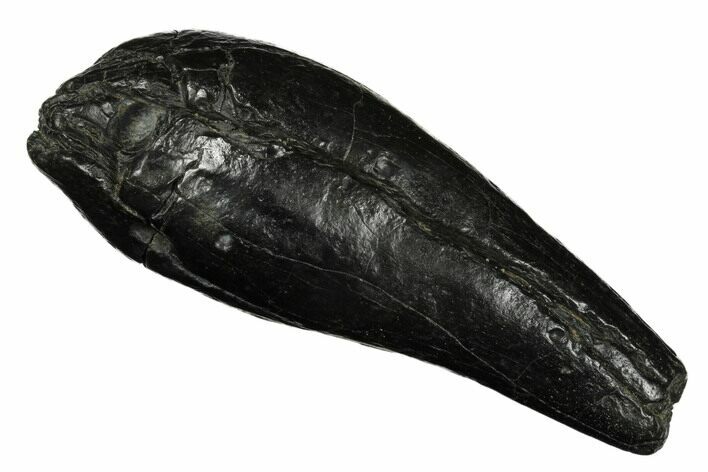 4.7" Fossil Sperm Whale (Scaldicetus) Tooth - South Carolina (#176122 ...