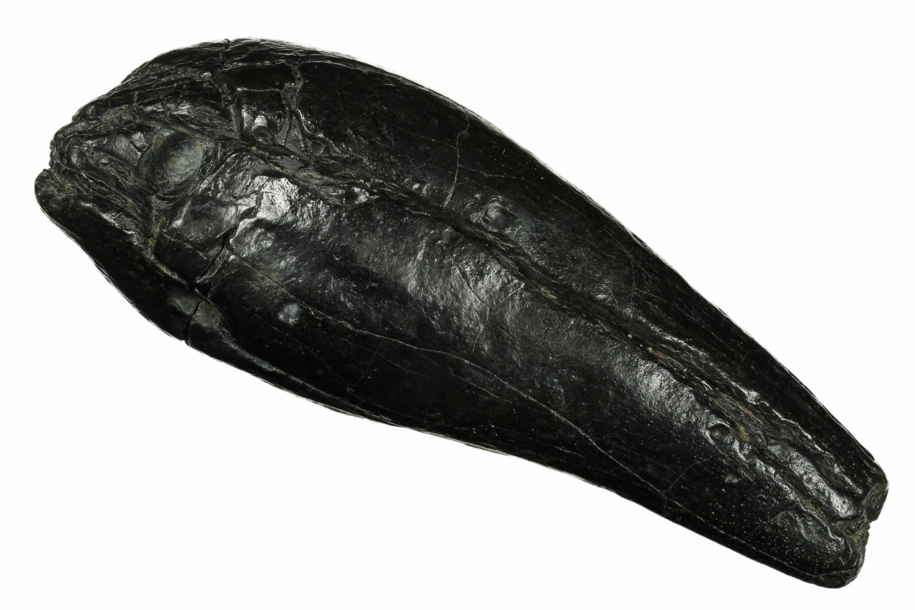 4.7" Fossil Sperm Whale (Scaldicetus) Tooth - South Carolina (#176122 ...