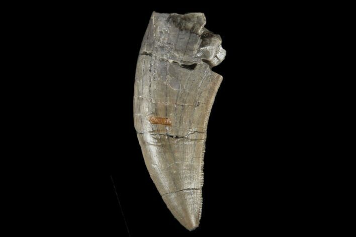 .83" Serrated, Megalosaurid (Marshosaurus) Tooth - Colorado (#177382 ...