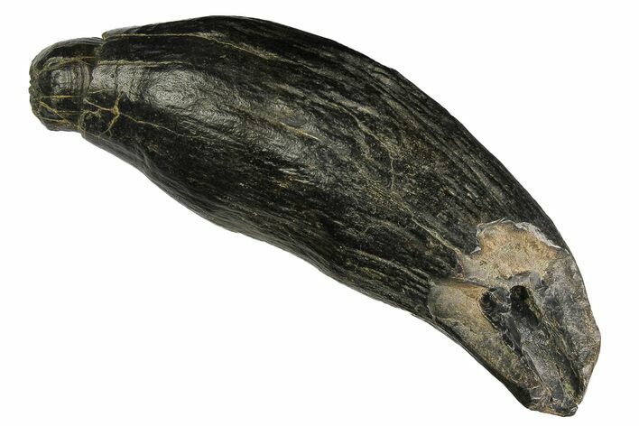 6" Fossil Sperm Whale (Scaldicetus) Tooth - South Carolina (#176149 ...