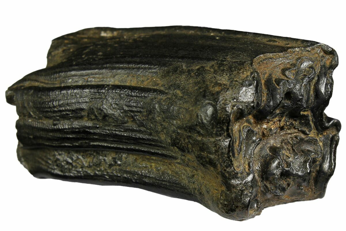 2.1" Pleistocene Aged Fossil Horse Tooth - South Carolina (#178833) For ...