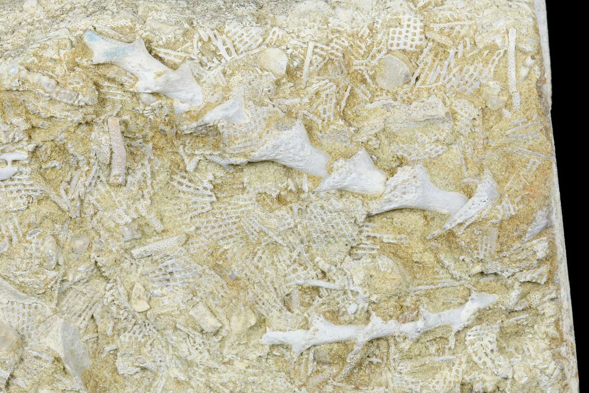 2.4" Plate of Archimedes Screw Bryozoan Fossils - Alabama (#178188) For ...