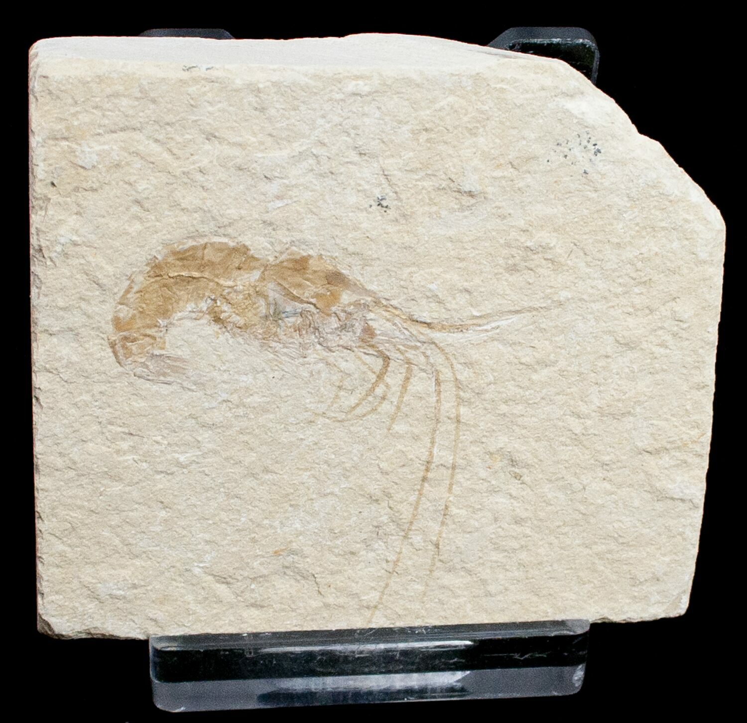 Fossil Shrimp Carpopenaeus From Lebanon (#11517) For Sale - FossilEra.com