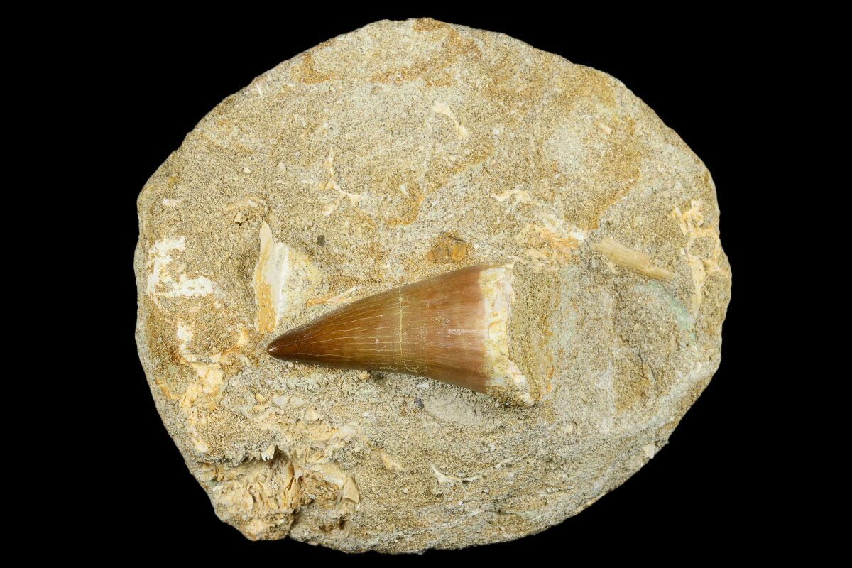 1.6" Mosasaur (Eremiasaurus) Tooth In Rock - Morocco (#179256) For Sale ...