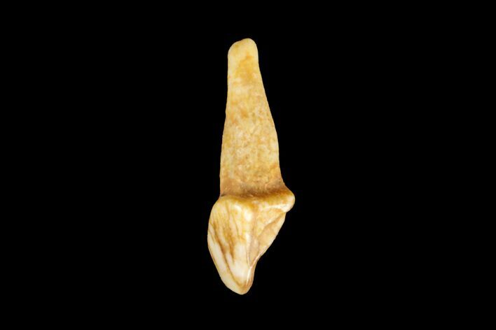 .17" Eocene Primate (Necrolemur) Rooted Tooth Fossil - France (#179982 ...