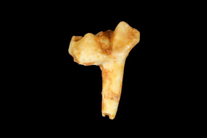 .1" Eocene Primate (Necrolemur) Tooth Crown Fossil - France (#179990 ...