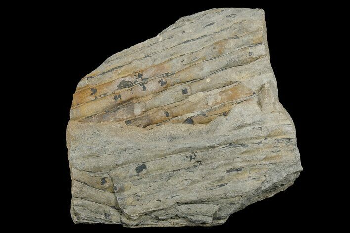 3.4" Pennsylvanian Horsetail (Calamites) Plate - Kentucky (#181392) For ...