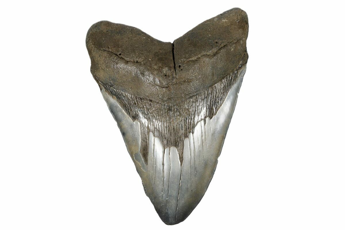 5.84" Fossil Megalodon Tooth - Huge Meg Tooth (#180964) For Sale ...