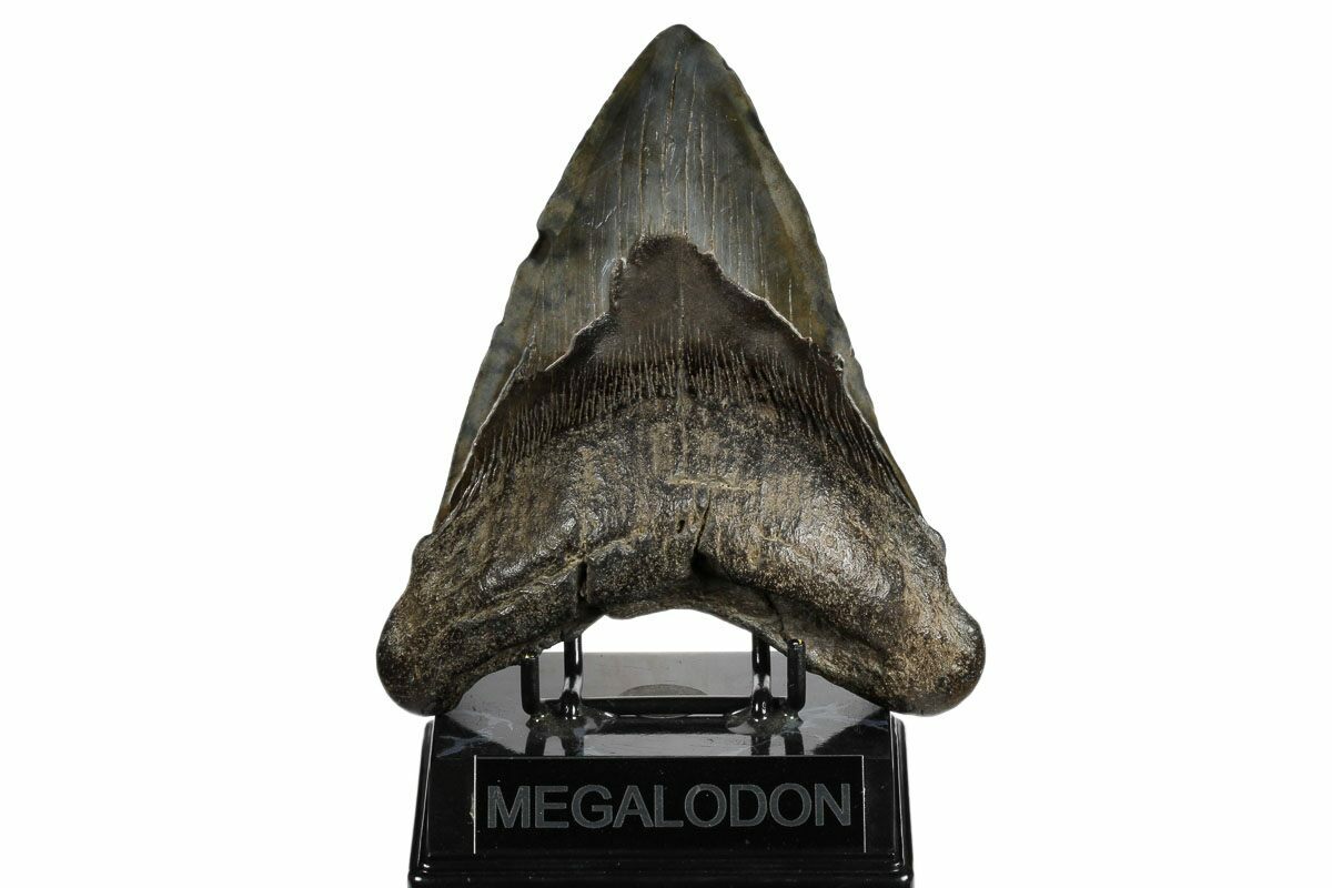 5.91" Fossil Megalodon Tooth - Huge Meg Tooth (#182700) For Sale ...