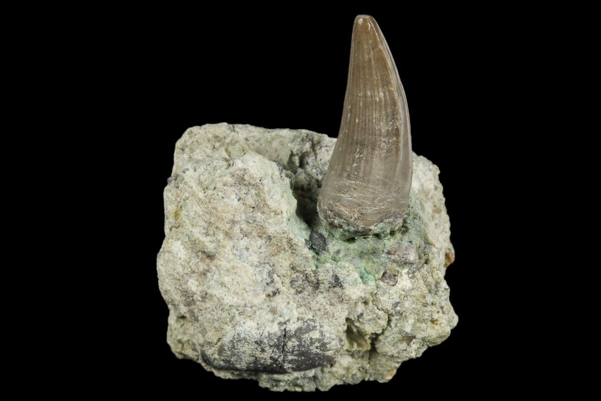 .85" Jurassic Crocodile (Goniopholis?) Tooth - Colorado (#182628) For ...