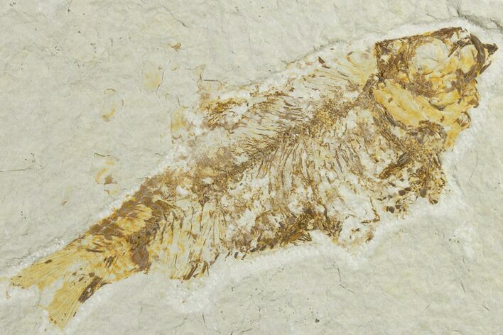 Bargain, 3.8" Fossil Fish (Knightia) - Green River Formation (#183179 ...