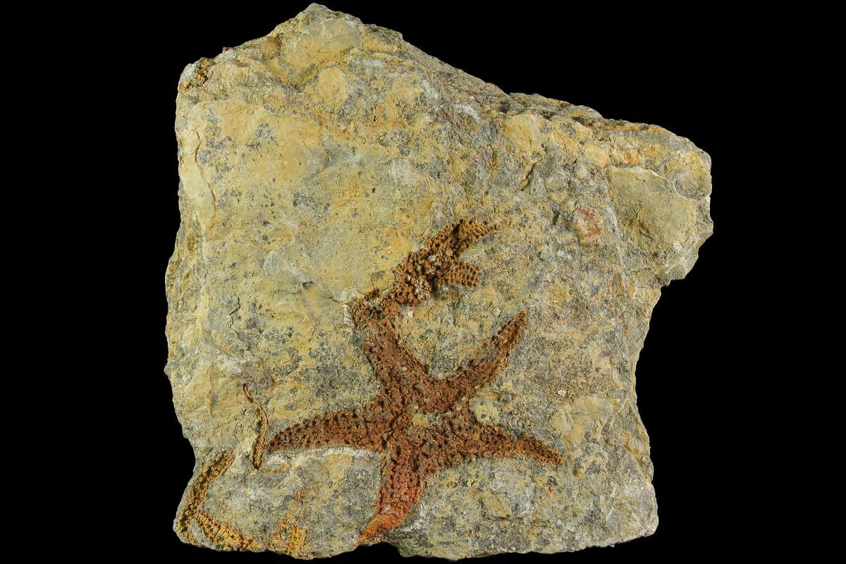 1.8" Ordovician Starfish (Petraster?) Fossil - Morocco (#183374) For ...
