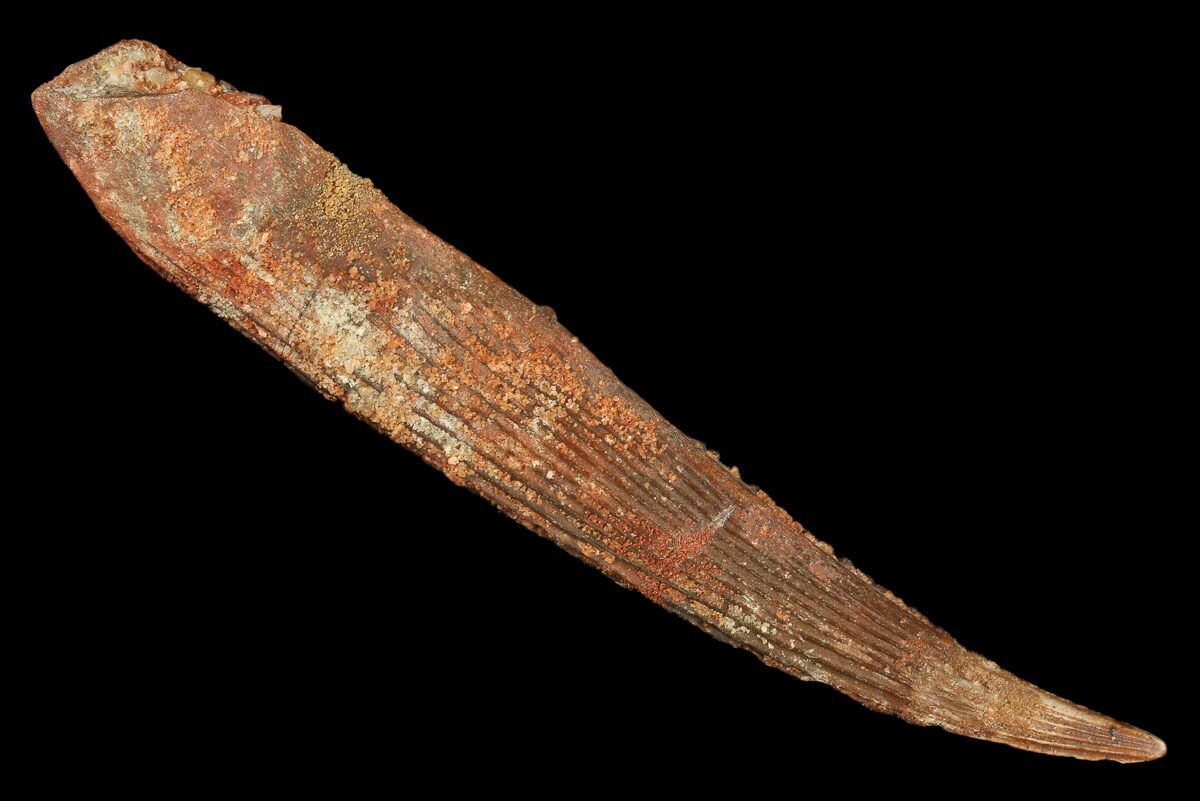 5.6" Fossil Shark (Hybodus) Dorsal Spine - Kem Kem Beds, Morocco ...